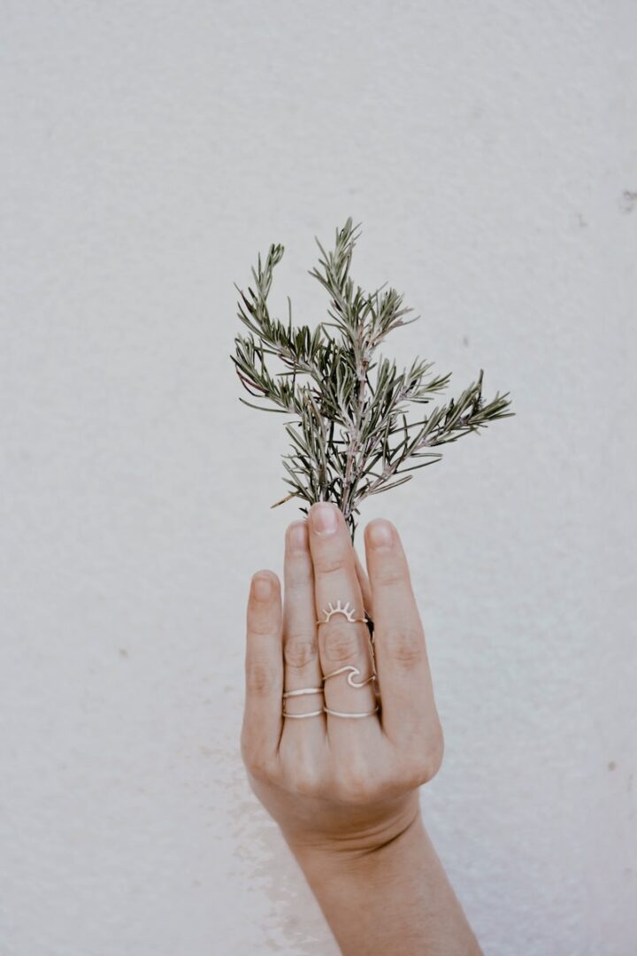The Magical Correspondences Of Rosemary » Eclectic Witchcraft