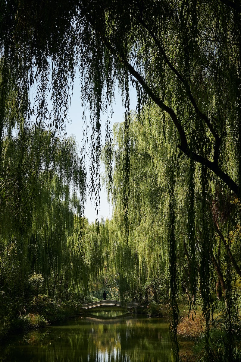 Willow: The Healing Tree In Magic And Folklore » Eclectic Witchcraft
